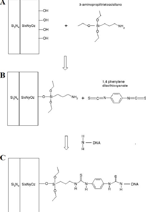 Scheme Of The Chemical Functionalization Procedure Download Scientific Diagram