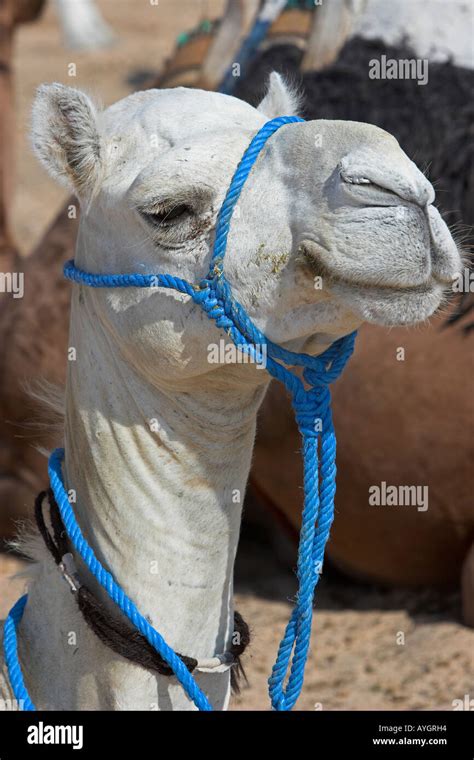 White Camel Head And Neck Blue Rope Bridle Sahara Desert Near Douz