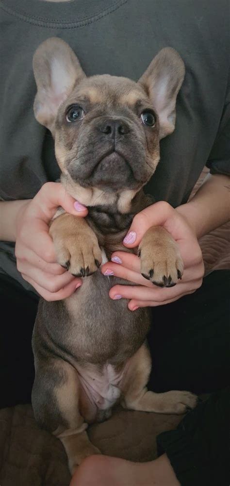 Цуценя французький бульдог 6 500 грн Собаки Вінниця на Olx