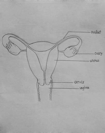 Draw It Neat How To Draw Male Reproductive System Front View