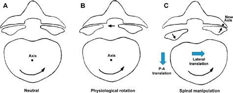 Transverse Plane Cross Sections Of A Typical Thoracic Segment During A Download Scientific