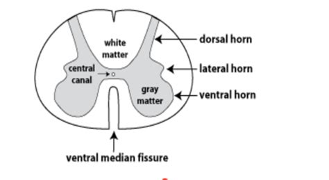 Chapter 15 Ans Flashcards Quizlet