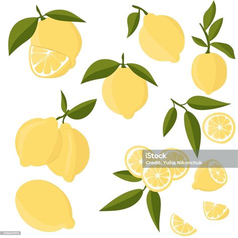 레몬으로 설정 조각 조각 원으로 절단하는 감귤류 나뭇가지에 신선한 레몬을 익힌다 감귤류 과일에 대한 스톡 벡터 아트 및 기타 이미지 감귤류 과일 건강한 식생활 과일