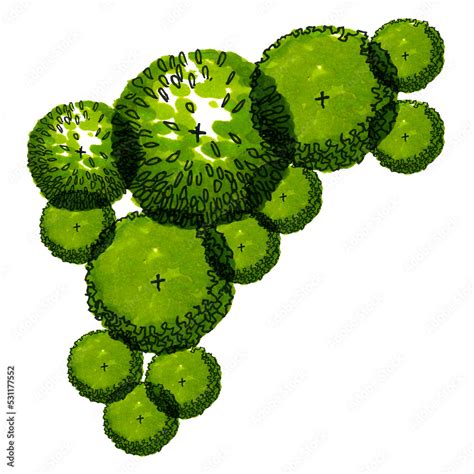 A Set Of Trees Top View Use In Your Landscape Design Stock Illustration Adobe Stock