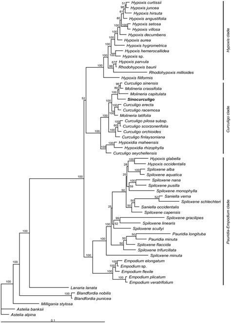 The Bayesian Posterior Probability Is Indicated Near The Nodes Download Scientific Diagram