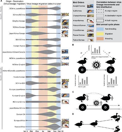 Figure 1 From Title Synchrony Of Bird Migration With Avian Influenza Global Spread Semantic