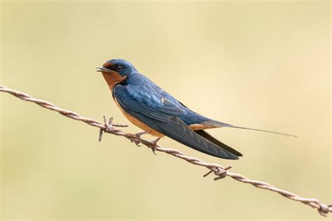 Barn Swallow At Coyote Hills Regional Park Ca A7riii Sony 200 600