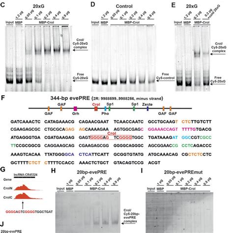 Crol Colocalizes With Pcg Proteins And Pres Genome Wide A Crol