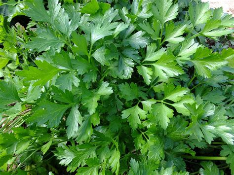 ¿qué Son Las Plantas Herbáceas Jardineria On