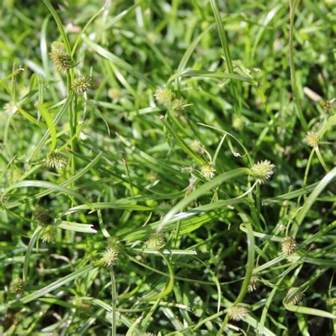 Weeds And Invasive Grasses The Lawnfeed Company