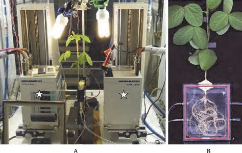 Figure 3 From Effect Of Nitrate On Nodulation And Nitrogen Fixation Of Soybean Semantic Scholar
