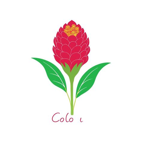 Elegant Cockscomb Plant Design 57390920 Vector Art At Vecteezy