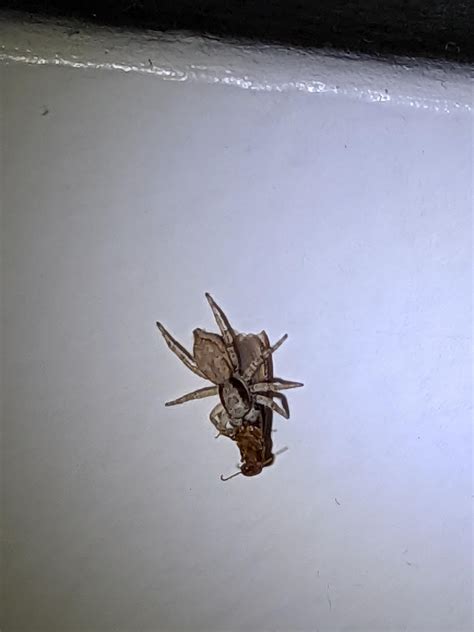 Predation Jumping Spider Vs Termite Alate Rentomology