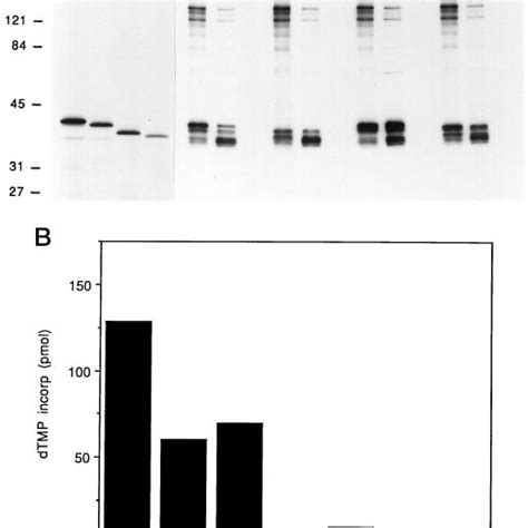 Rfc Complexes Formed With P37 P40 Chimeric Subunits A Rfc Complex