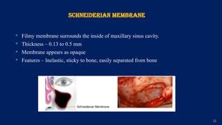 Maxillary Sinus Pptx 1st Bds Lecture Histology Pptx