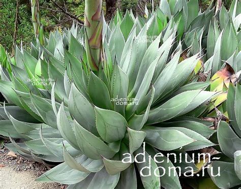 Agave OBSCURA (Агава): купить 3 семени c доставкой почтой 🌸 Адениум дома