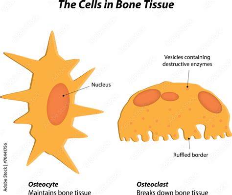 Cells In Bone Tissue Labeled Diagram Stock Illustration Adobe Stock