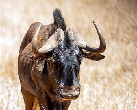 Black Wildebeest Stock Image Image Of Portrait African 138734513