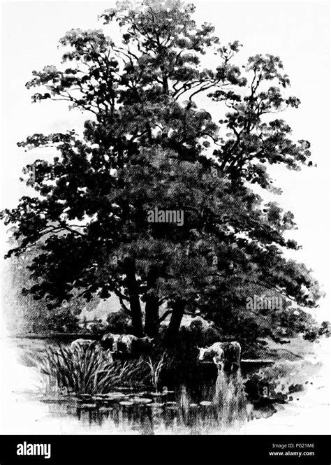 A Guide To Common Tree Species With A Focus On Their Identification