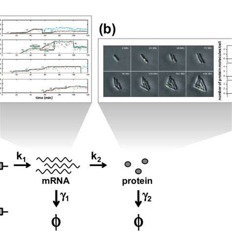 Stochastic Gene Expression A Experimental Observations Of