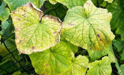 მებაღე შეშფოთებული აცლის შეყვითლებულ ფოთლებს კიტრის ნერგს