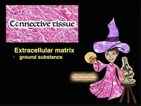 Connective Tissue Extracellular Matrix Youtube
