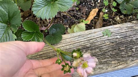 Are Strawberry Plants Self Pollinating Heres What You Need To Know