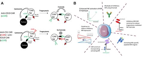 Targeting Kir As A Novel Approach To Improve Car Nk Cell Function