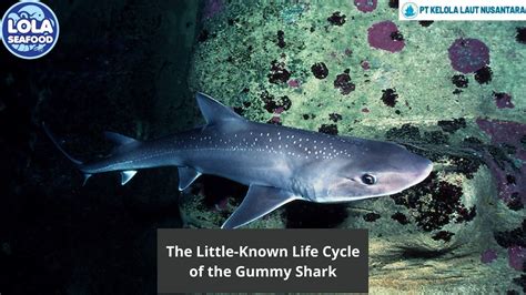 Gummy Sharks Real