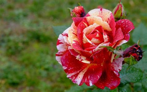 Advancements In Self Supervised Representation Learning For Human Action Recognition Proposing