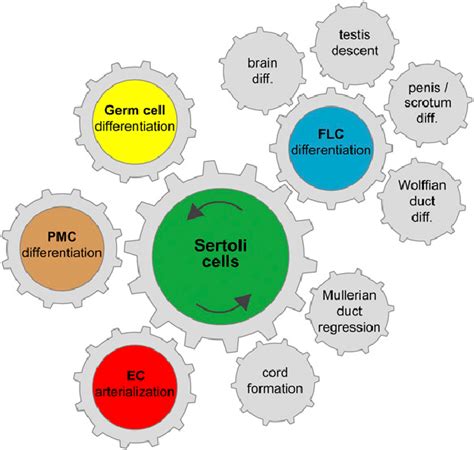 Sertoli Cells As The Organizing Center Of Testis Differentiation