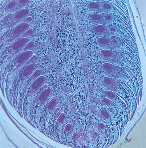 Pine Life Cycle Microscope Slide Set