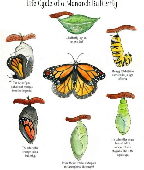 Life Cycle Of A Butterfly Etsy