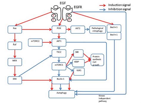 Normality Data Of Egfr And Validity Of Commonly Used 47 Off
