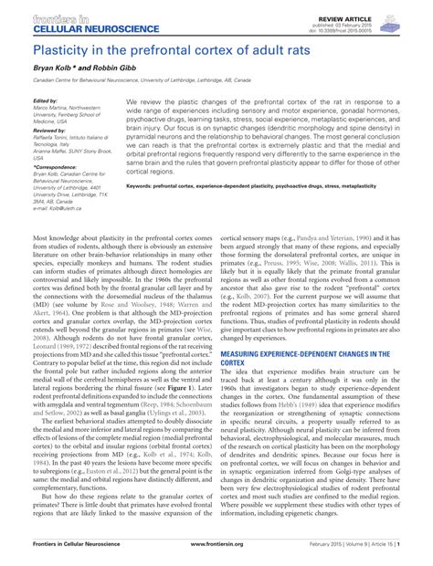 Pdf Plasticity In The Prefrontal Cortex Of Adult Rats