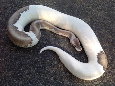 Morph List World Of Ball Pythons