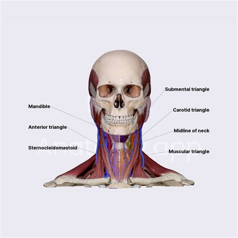 Anterior Neck Triangle Anatomyapp