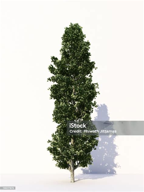 흰색 배경에 고립 된 나무 디자인 광고 및 건축에 사용되는 고립 된 열대 나무 3d 렌더링 0명에 대한 스톡 사진 및 기타
