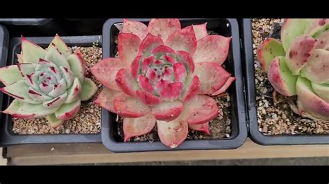 다육 식물 겨울철 물주기에 대한 설명 Youtube