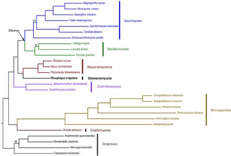 Ml Tree Derived From The Concatenation Of 35 Widespread Single Copy