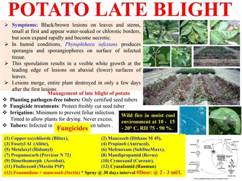 Potato Diseases 2020pptx