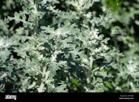 Seaside Woolly Sunflower Eriophyllum Staechadifolium Plantae Stock