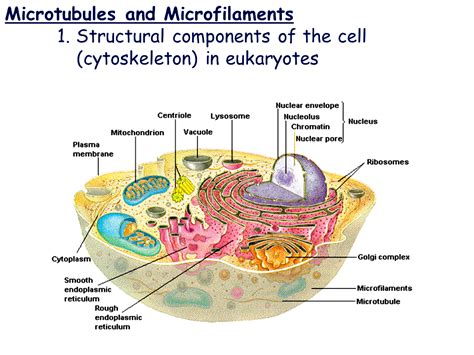 Microfilaments Diagram