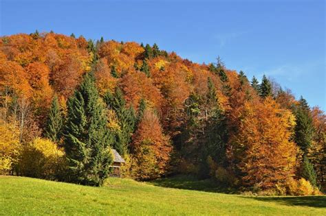 Vegetation Temperate Broadleaf And Mixed Forest Ecosystem Leaf Picture Image 109021428