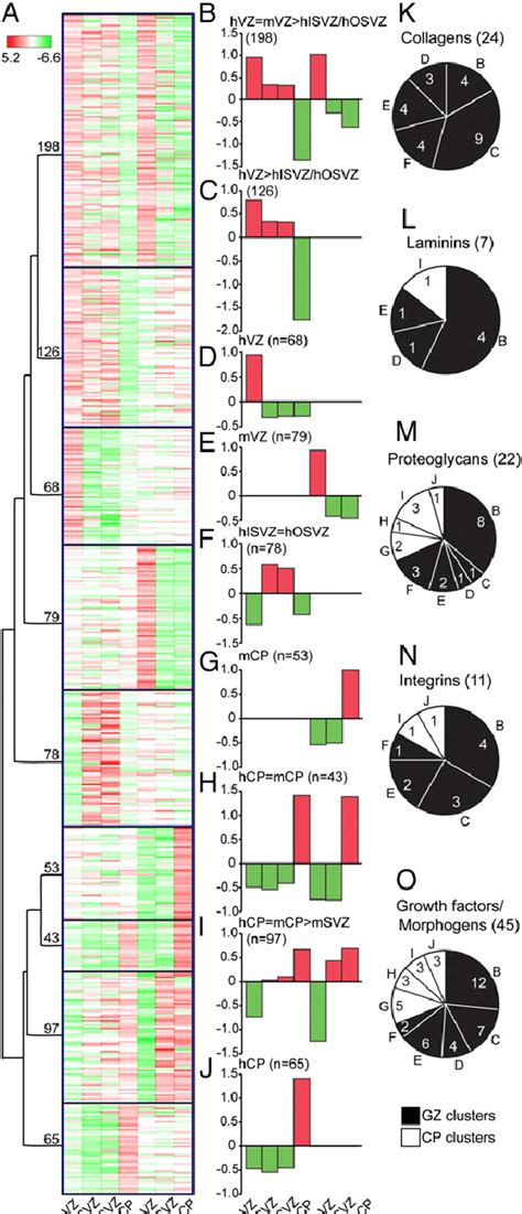 mean shift clustering of genes related to ecm interaction in fetal