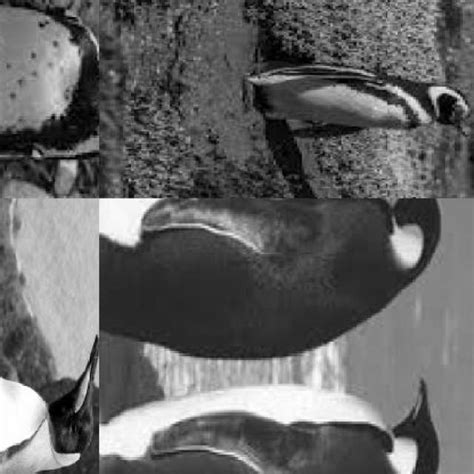 Penguin Object Detection Model By Poogers