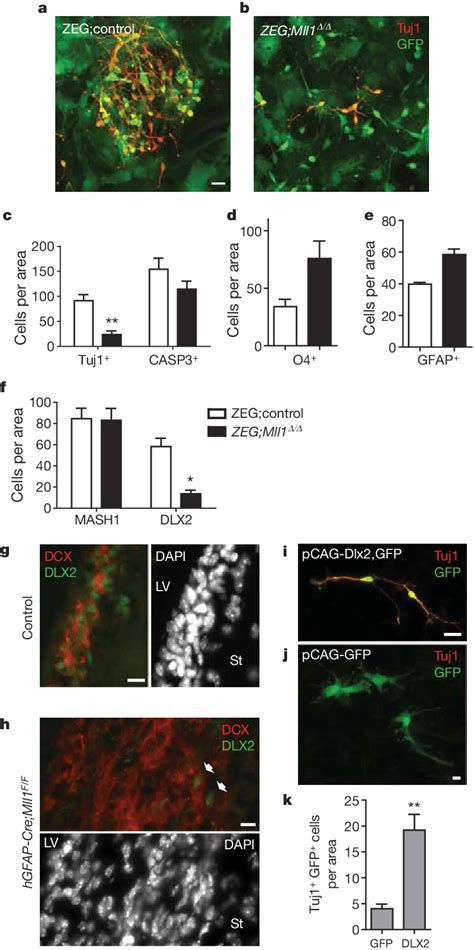 Mll1 Dependent Dlx2 Expression Is Required For Postnatal Svz