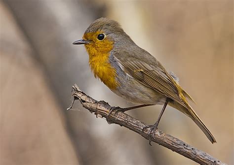 Маленькая птица с желтой грудкой 30 фото красивые фото и картинки Pofoto Club