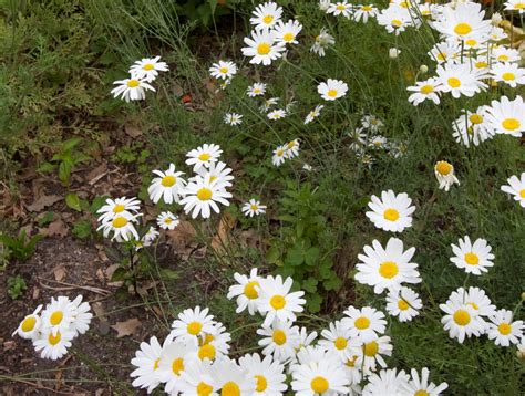 Make Your Own Pyrethrum Abc Organic Gardener Magazine