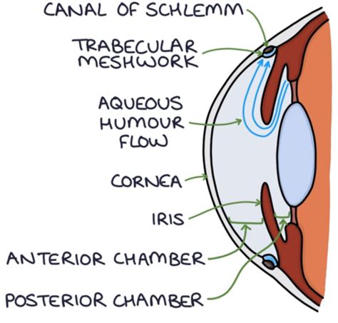 Open Angle Glaucoma Flashcards Quizlet